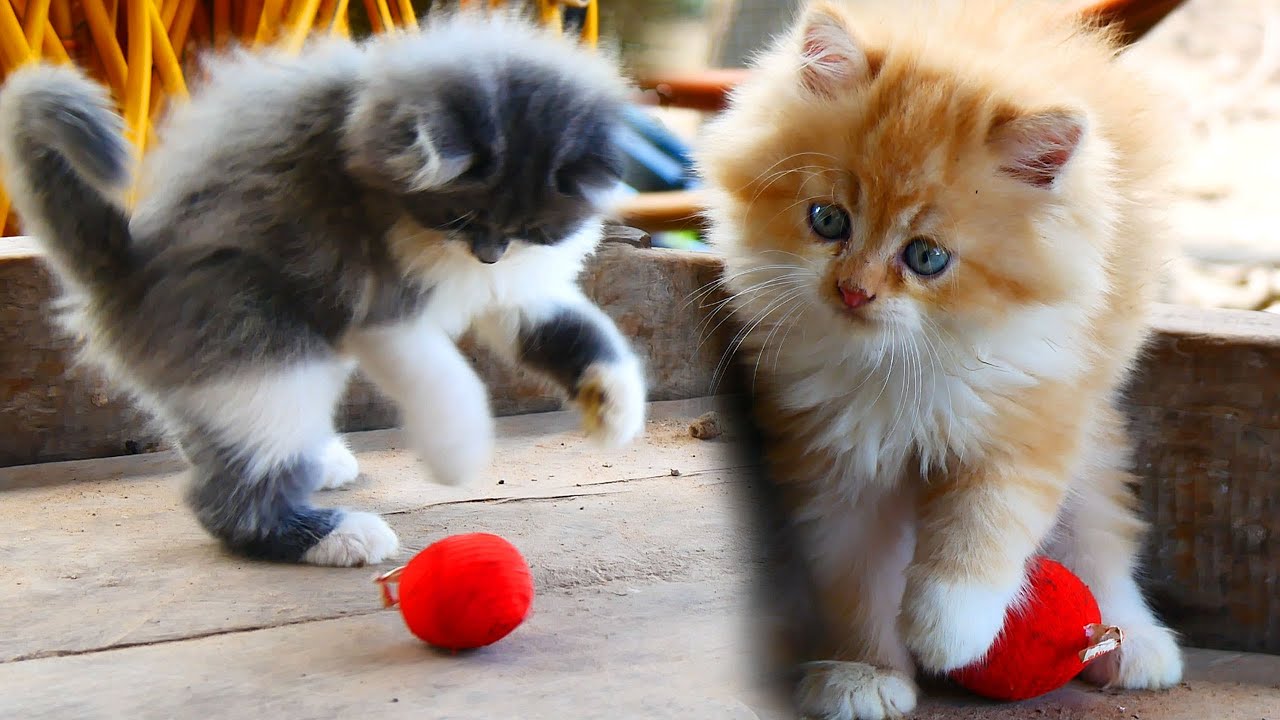 Red ball is the best kitten's TOY in the world 😽😺🐈 || Compilation 💕 ...