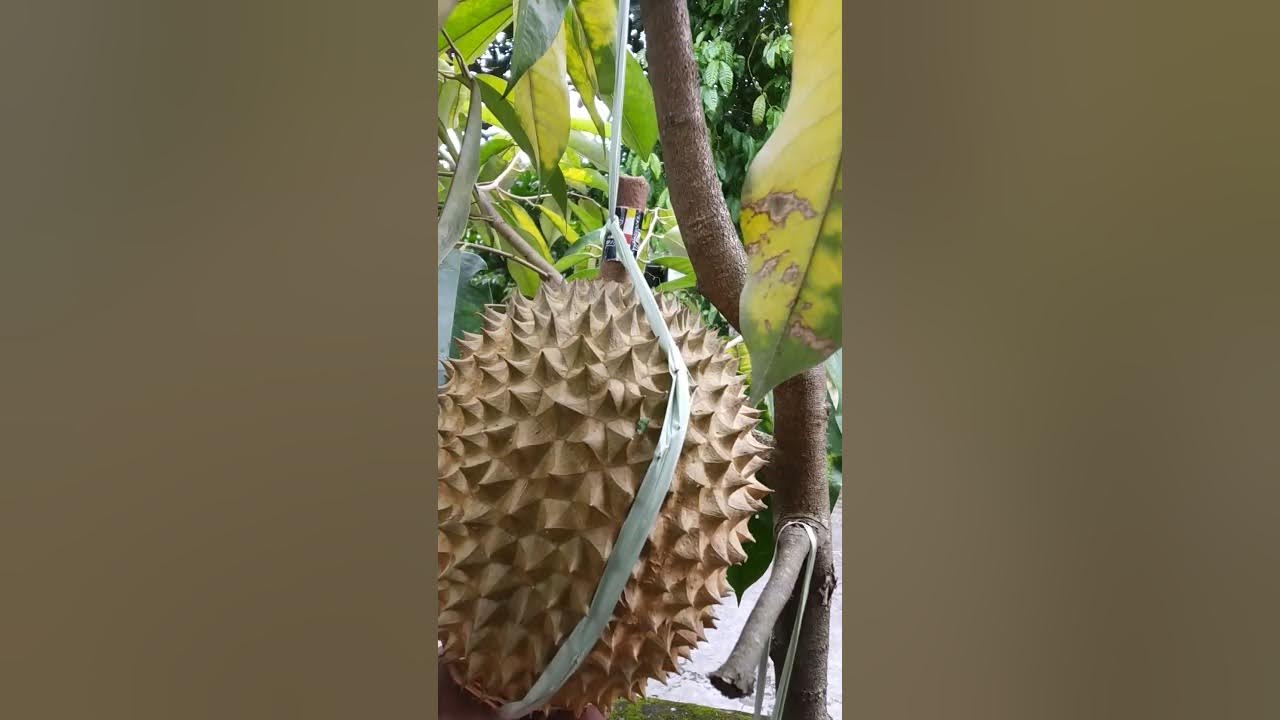Jual durian lokal dan premium bergaransi pcc - YouTube