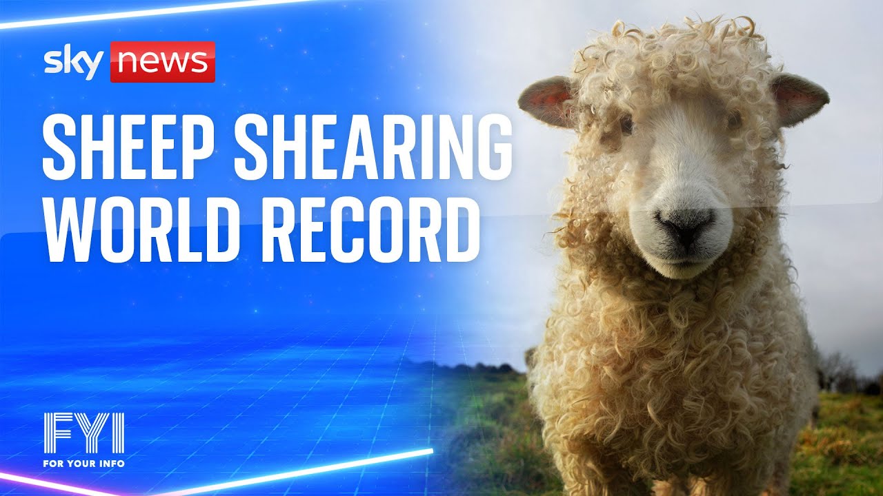 FYI: Sheep-shearing world record - YouTube