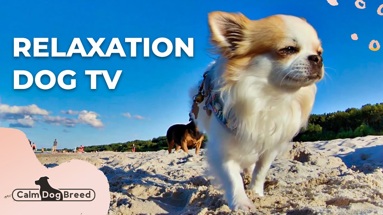 4 Hours Dog TV Relaxation With Calm Music For Every Breed Owner - YouTube
