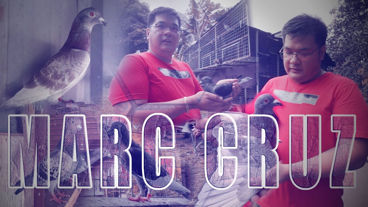 SECRETS OF MARC CRUZ IN PIGEON RACING PART 1 - YouTube
