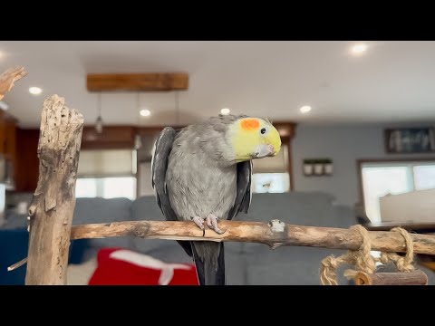 Attention, Peasants: Your Fluffy Overlord Speaks - YouTube