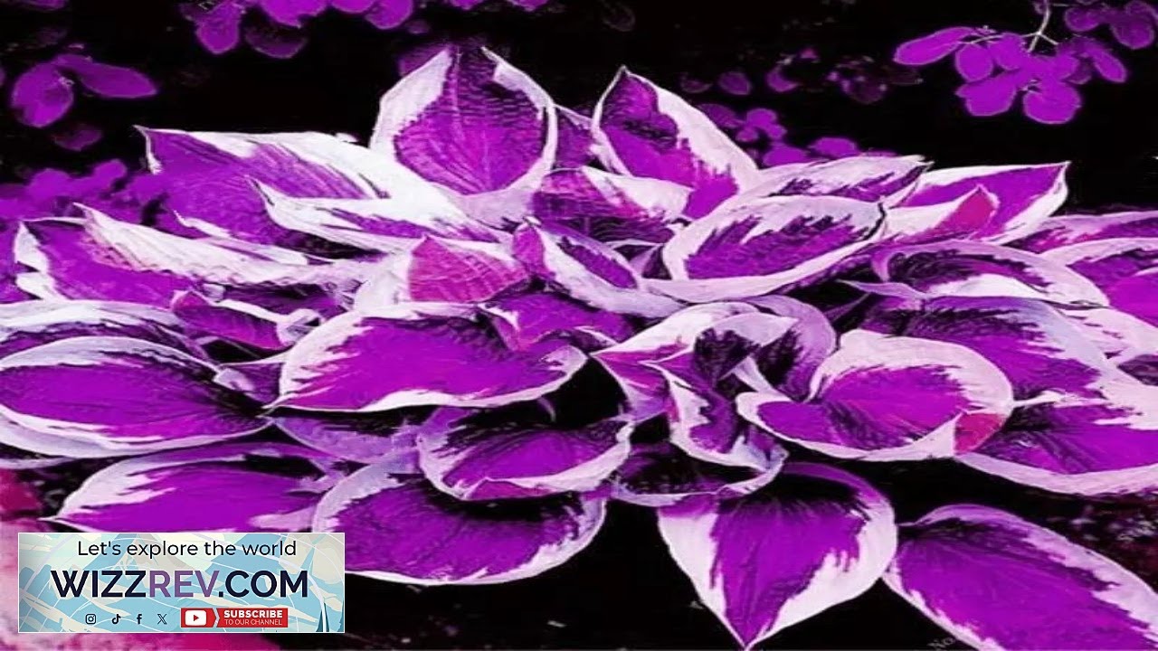 100 Purple White Hosta Plant Seeds Hosta plantaginea Garden Flowers ...