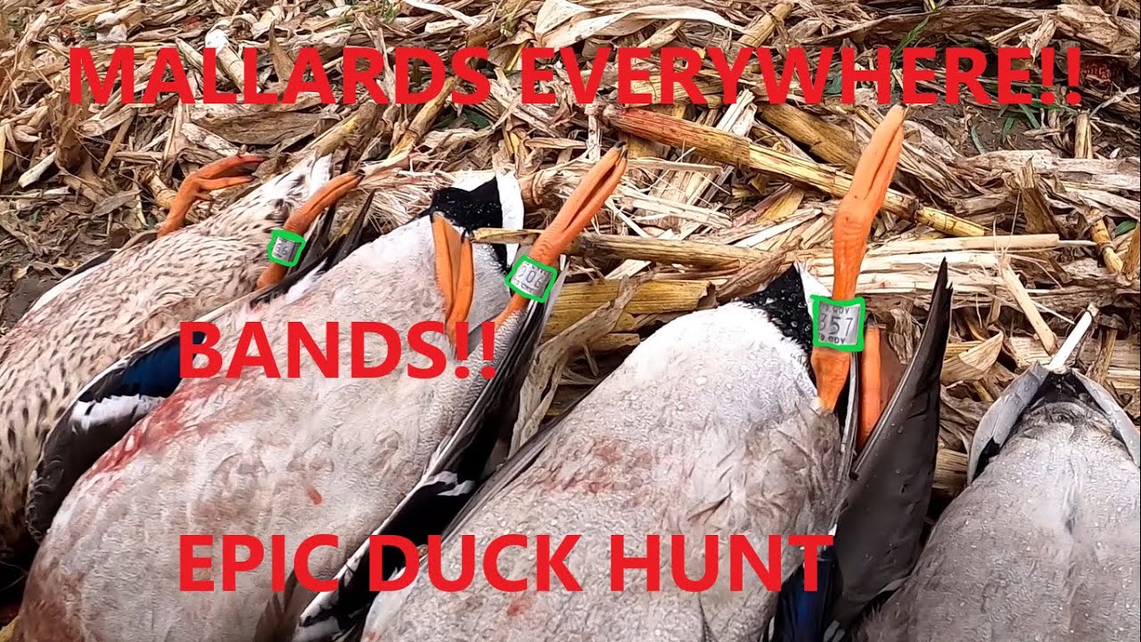 So Many Mallard Bands! LIMITS on Last Day of Duck Season - YouTube