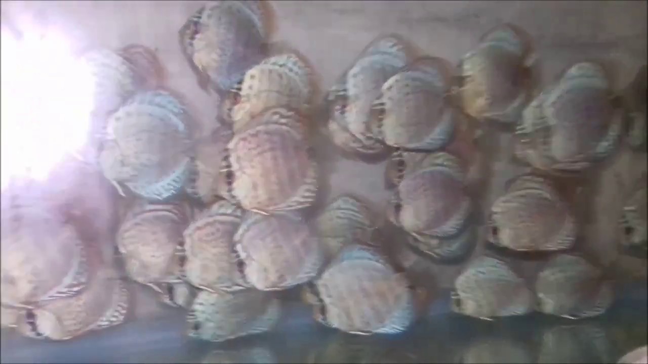 classic leopard discus - YouTube