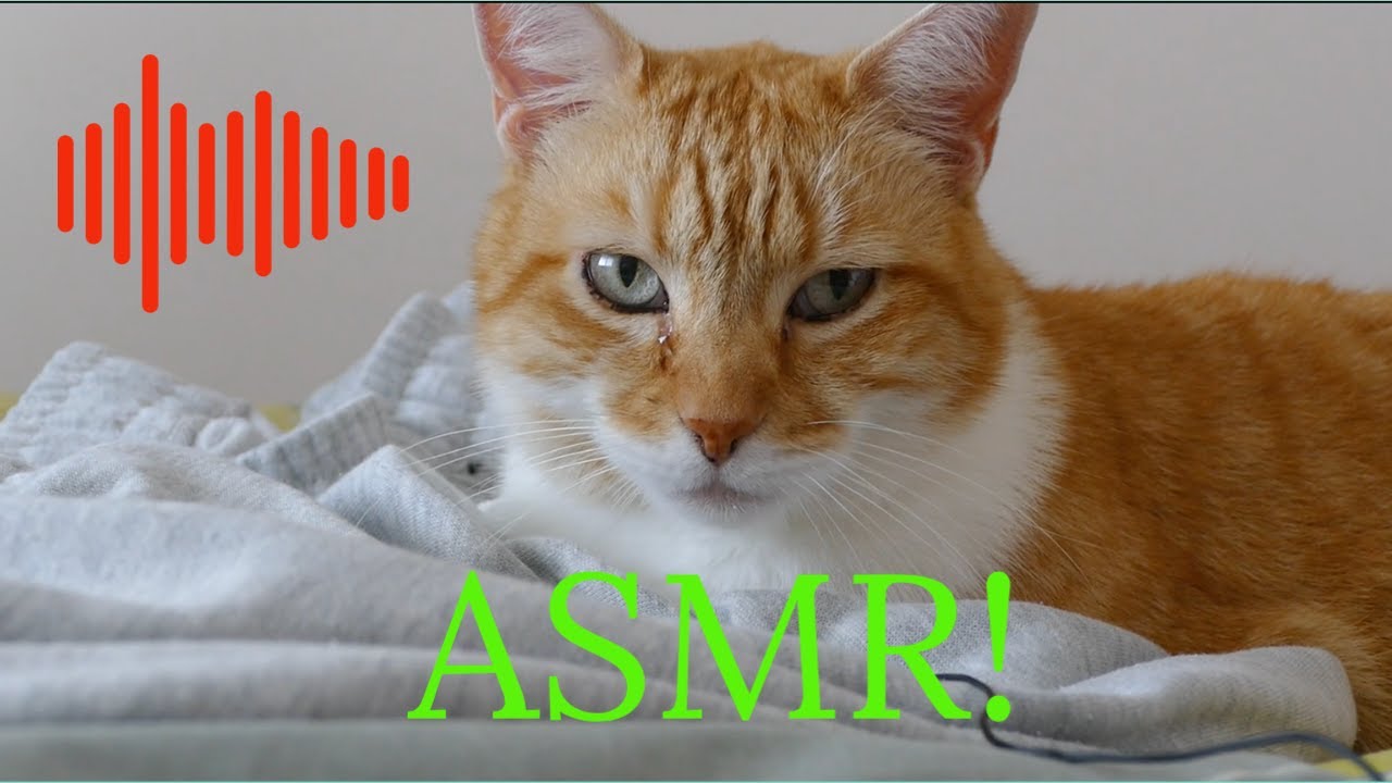 ASMR | Cats Purring for 10 Minutes!! (No talking) - YouTube