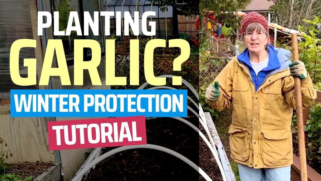 Planting Garlic? How to Mulch & Cover Garlic For Best Results - YouTube