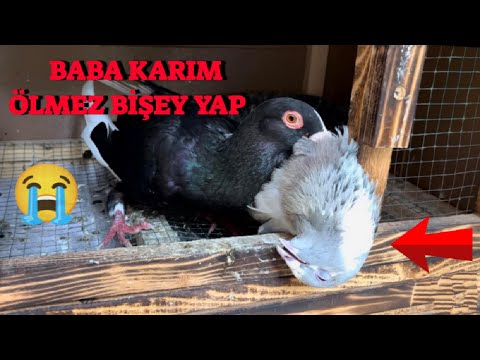 Şamı Güvercin  Zehirlediler Sabah Kalktım Ölmüş ( Sana Ne Zararı Vardı Vicdansız ! )