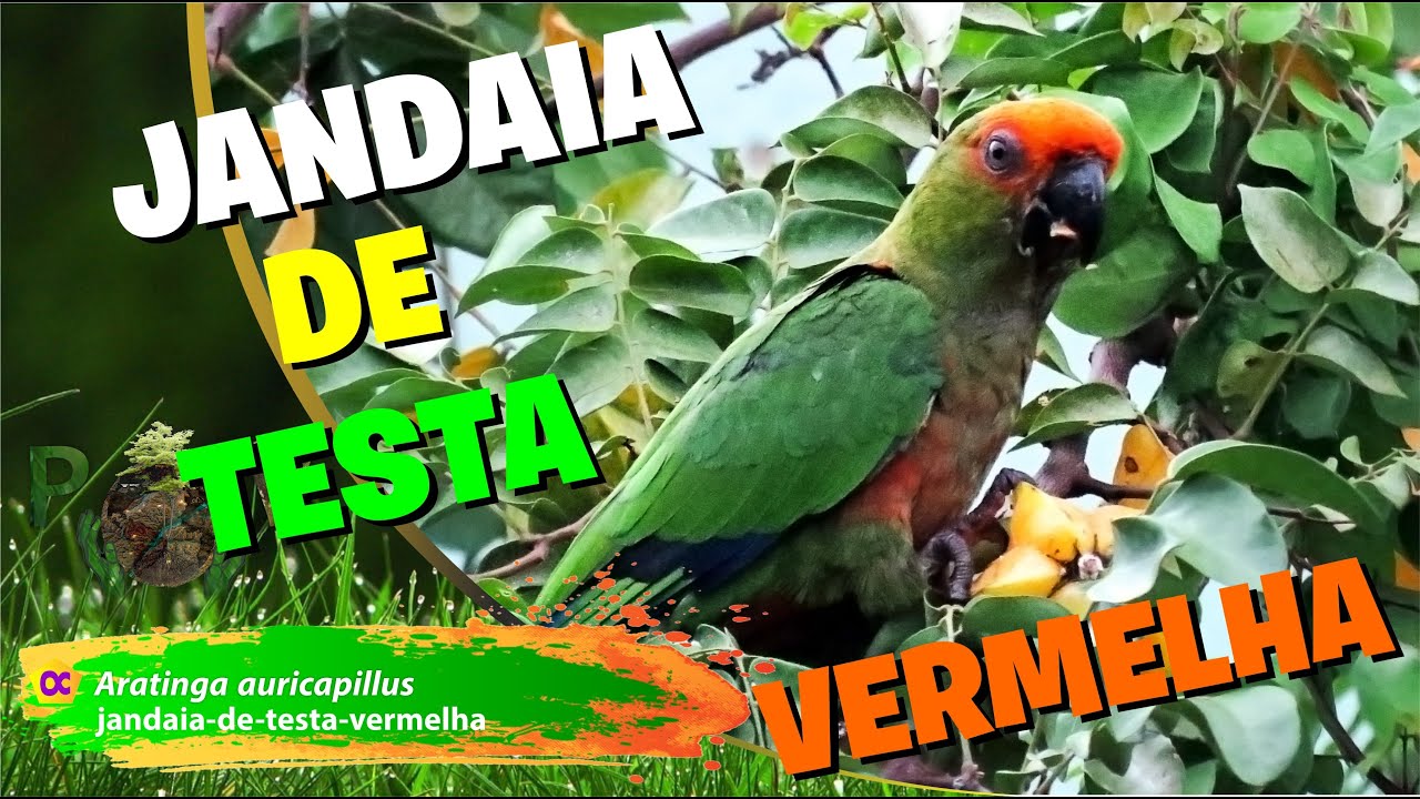 jandaia-de-testa-vermelha (Aratinga auricapillus), no centro da cidade ...