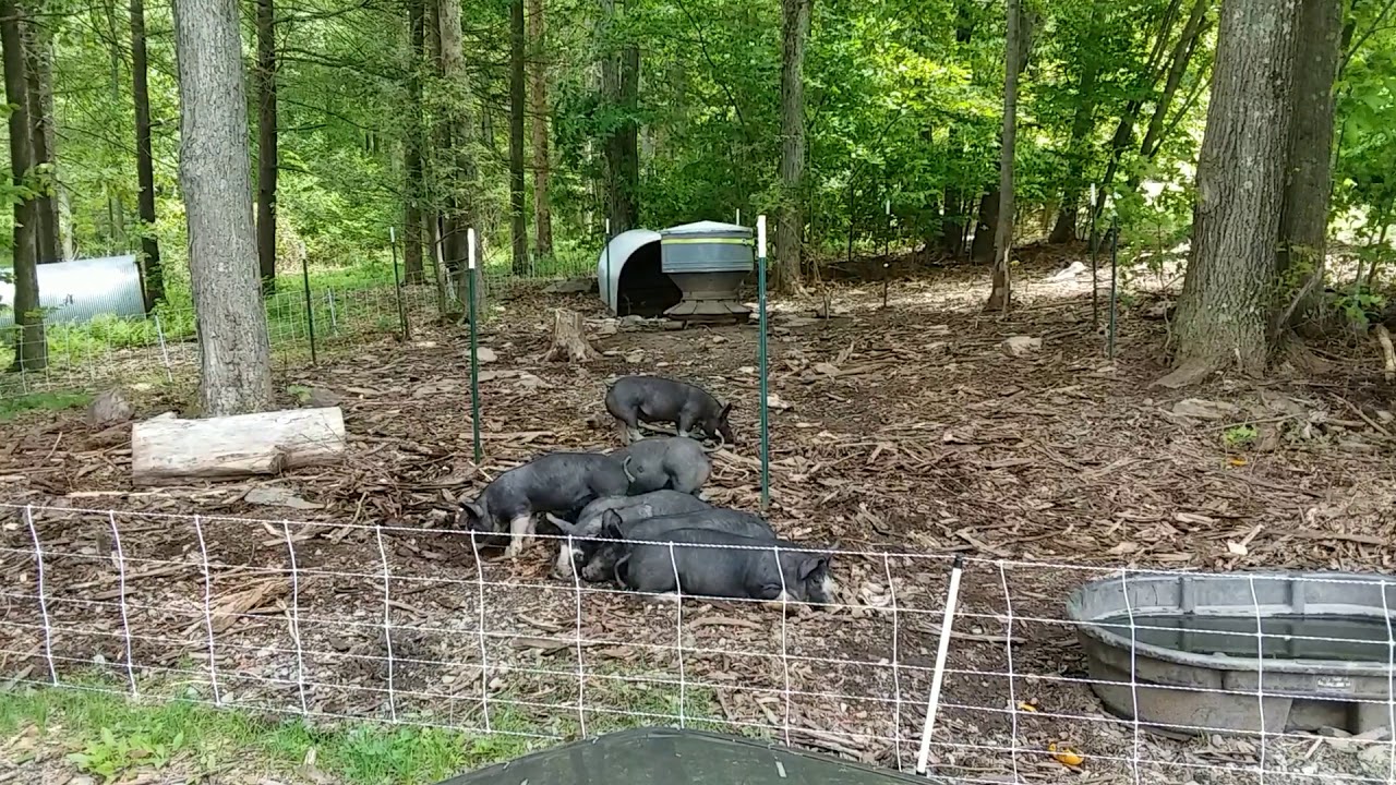 Forest raised pork - YouTube