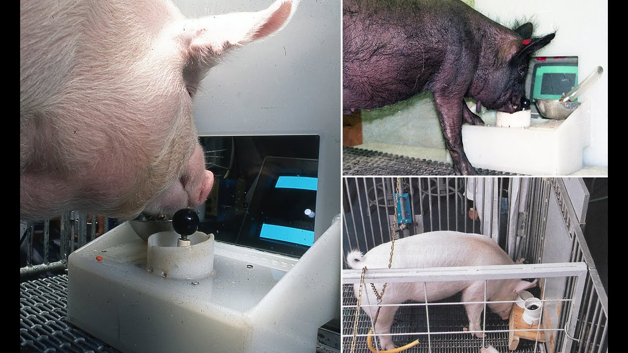 Scientists Teach Pigs to Play Video Games!? (And More SCIENCE News ...
