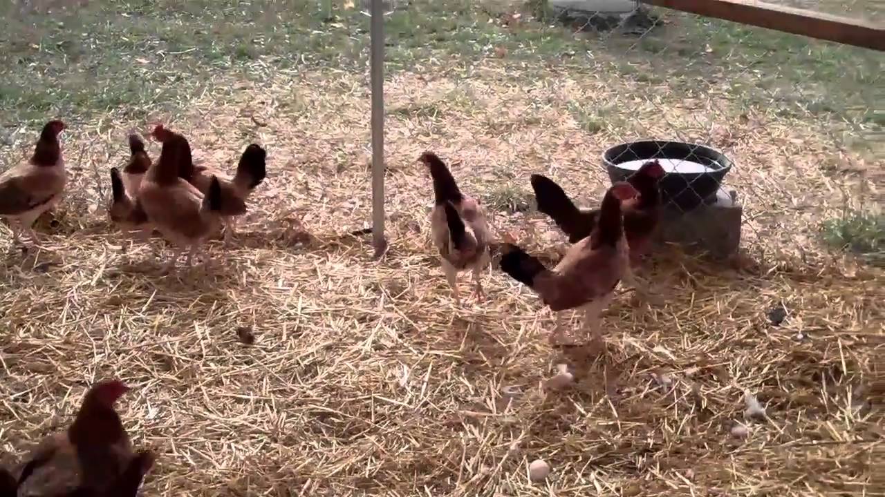 Osage game farm visit 5 - YouTube