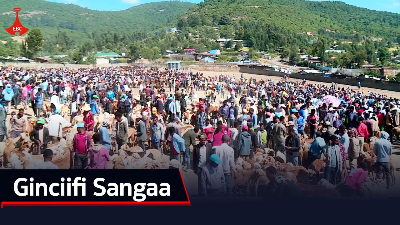 Ginciifi Sangaa - YouTube
