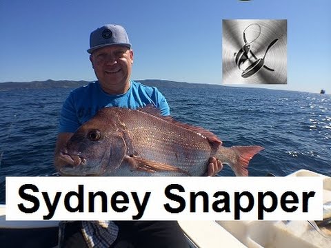 Sydney Snapper Fishing | The Hook and The Cook - YouTube