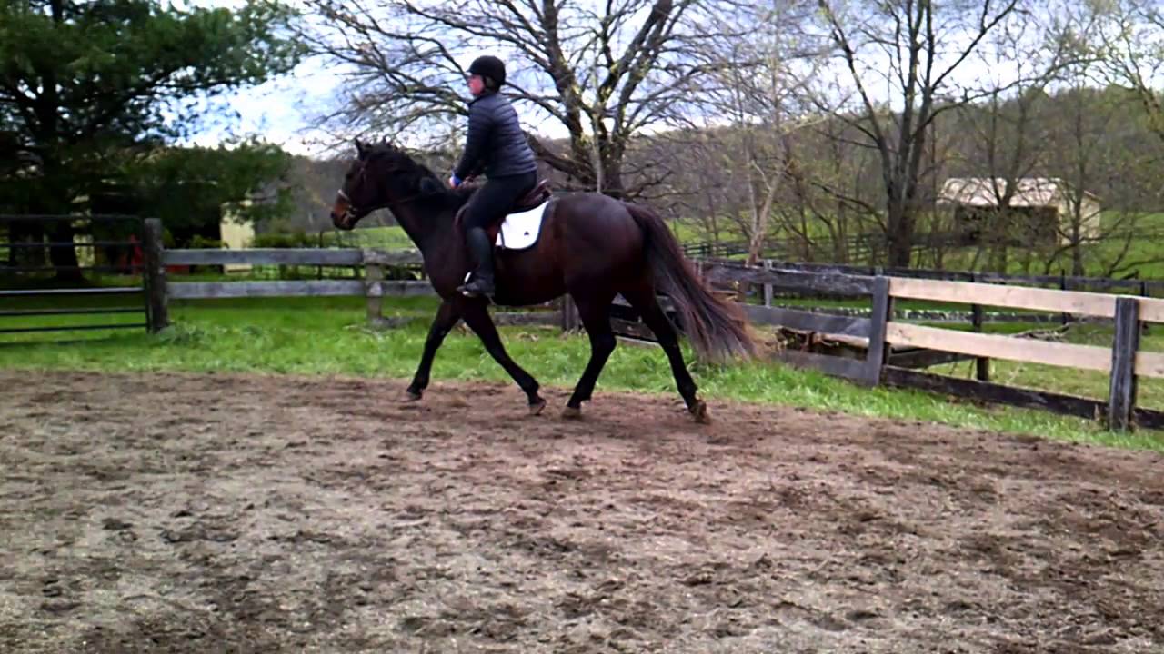 Cadence trainer trot ground poles - YouTube