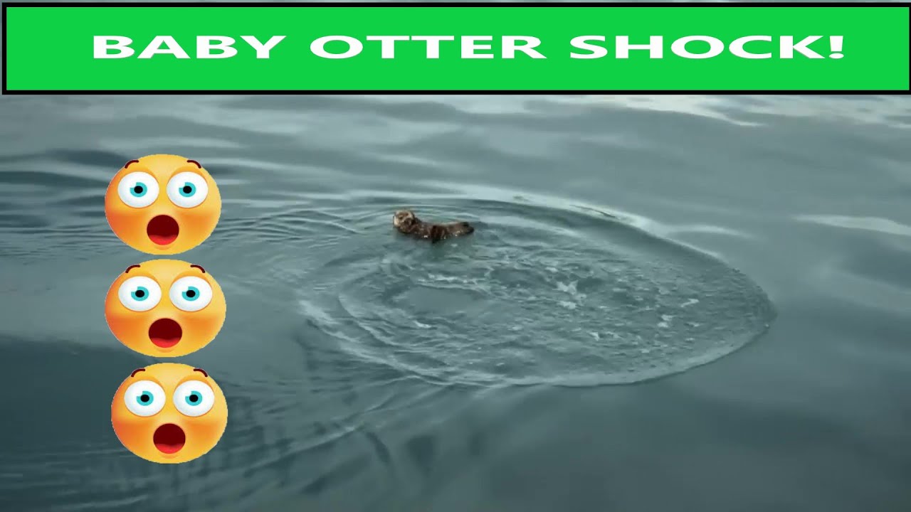 Baby Sea Otter is in for a shock! - YouTube