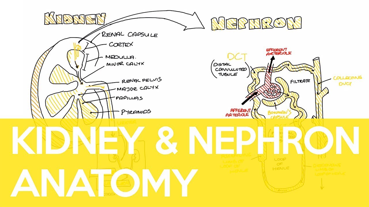 Anatomy of the Kidney and Nephron - Sarah Clifford Illustration ...