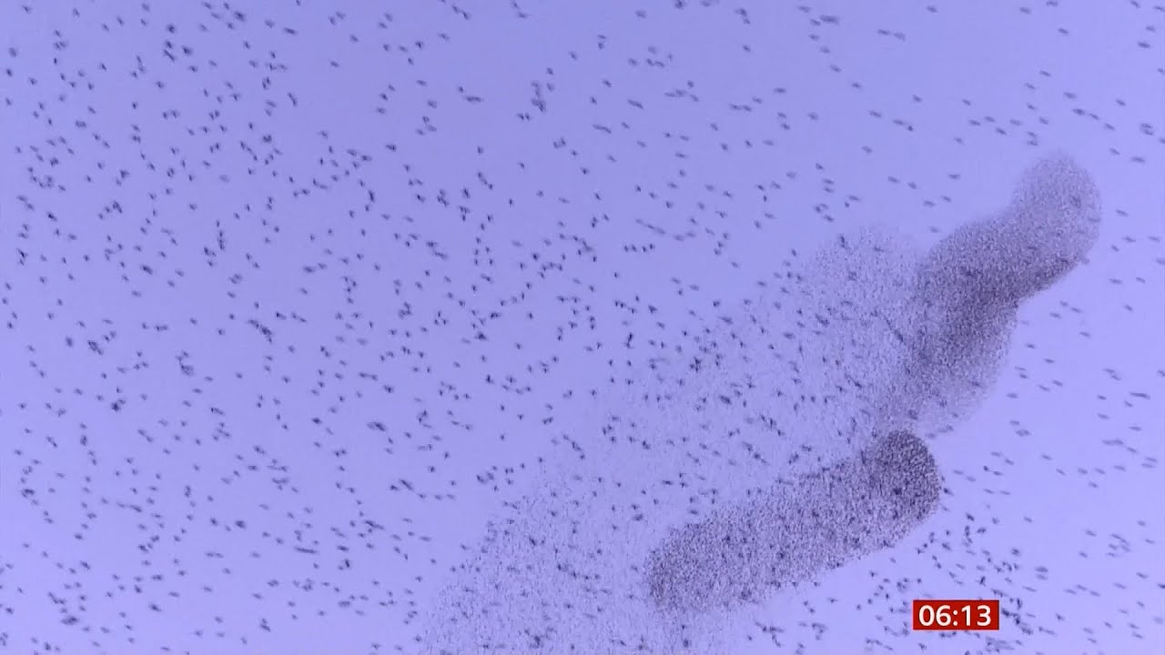 Moving millions of migrating starlings on safely in Rome (Italy) - BBC ...