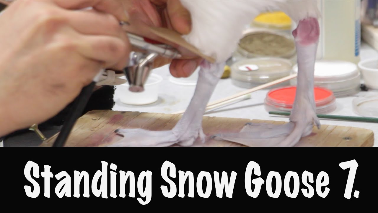 Snow Goose Standing, Tutorial 7. All about feet. Injection, Painting ...
