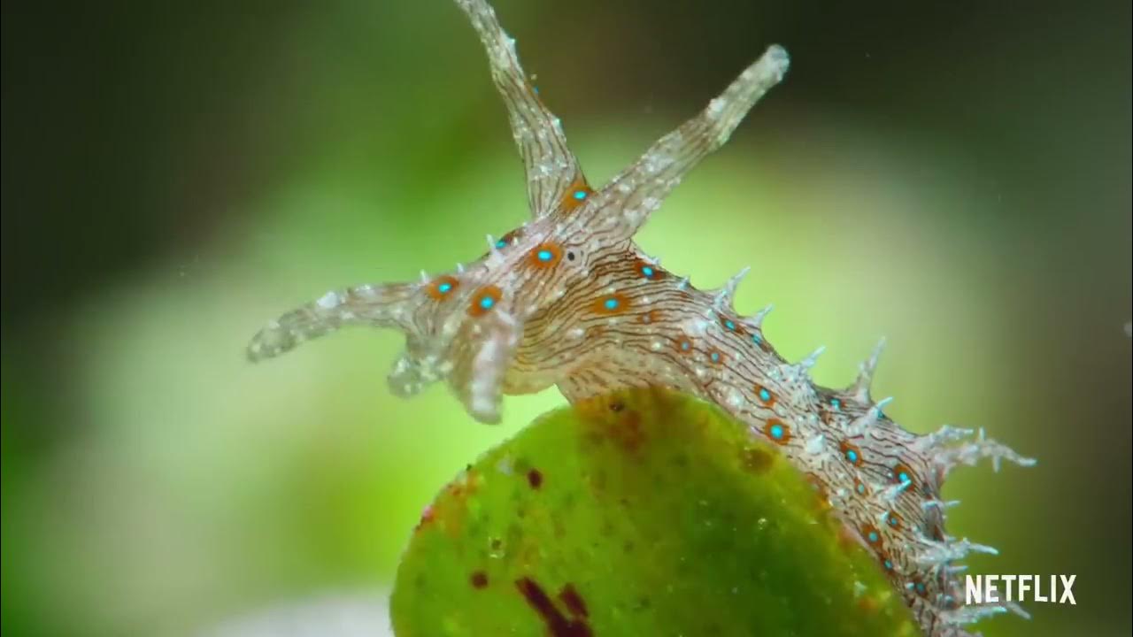 Puff Wonders of the Reef Official Trailer Netflix - YouTube