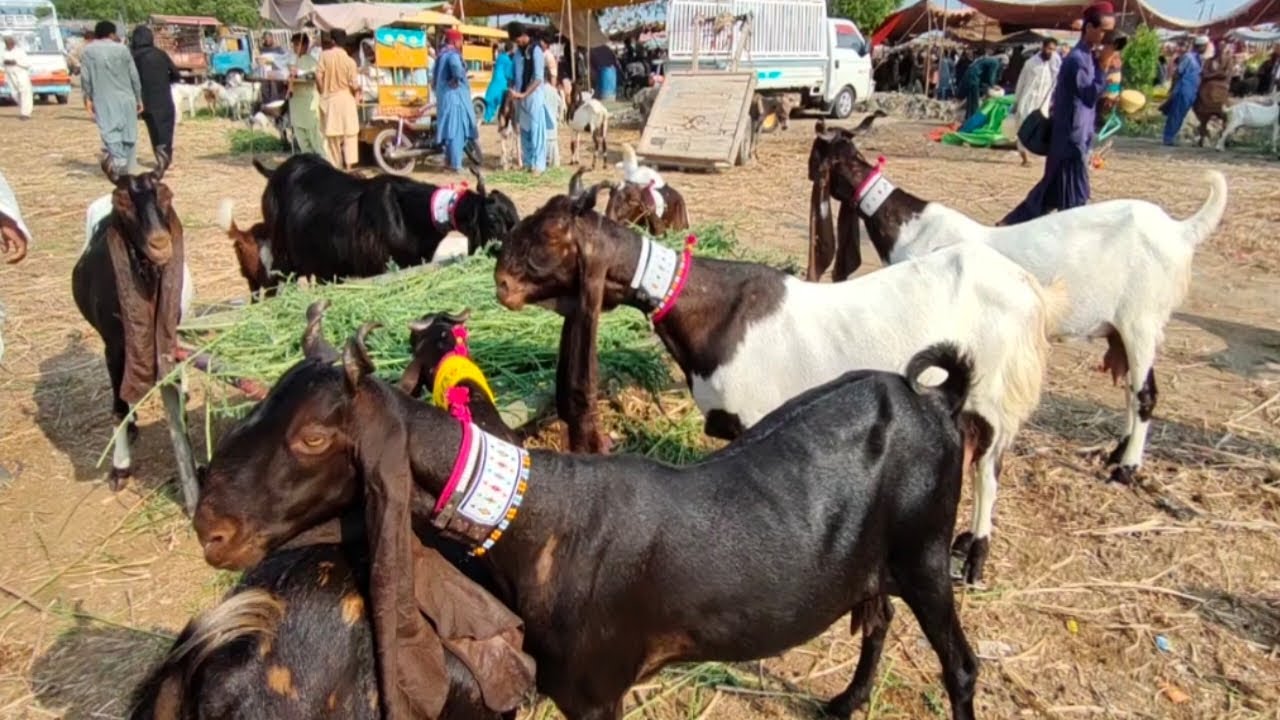 Sindhi goats breeds in mandi prices - YouTube