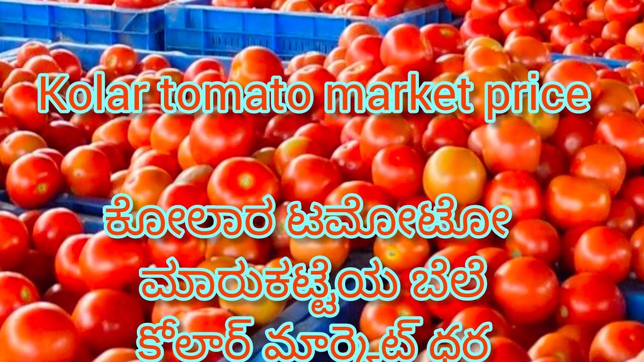 Kolar Tomato price 01/07/2025 - YouTube