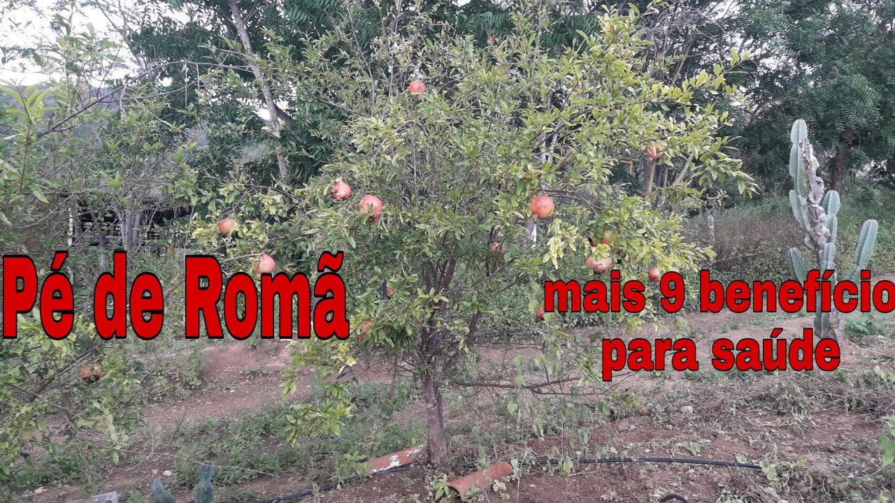 Pé de Romã/mais 9 benefício - YouTube