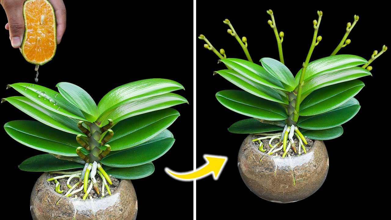 Water with lemon water and an orchid that has never bloomed will burst ...