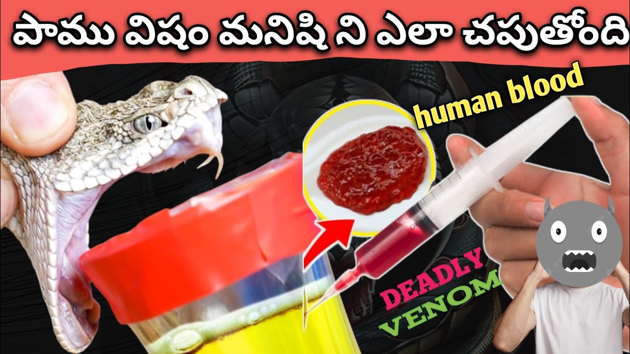snake venom VS human blood ☠️Shocking results 😱😳What happen if snake ...