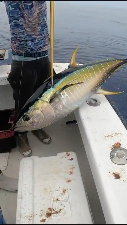 Nothing Like landing a YELLOWFIN Tuna 🍣 Such a strong fight and Pretty ...