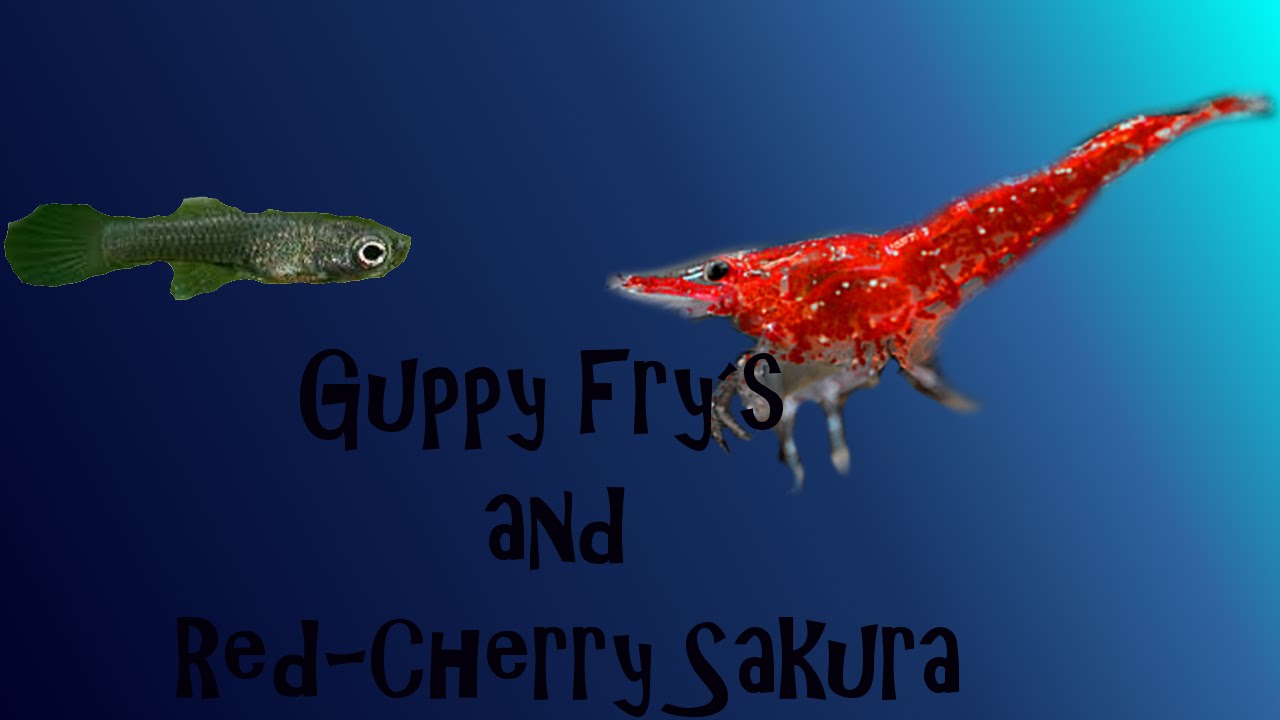 Eating Red Fire/Cherry Sakura Shrimps and Guppy Fry´s Time Lapse ...