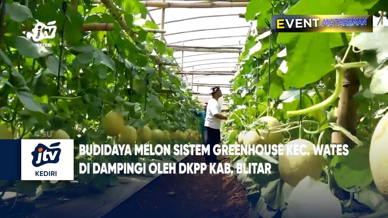 Budidaya Melon Sistem Greenhouse Kec. Wates Di Dampingi Oleh DKPP Kab ...