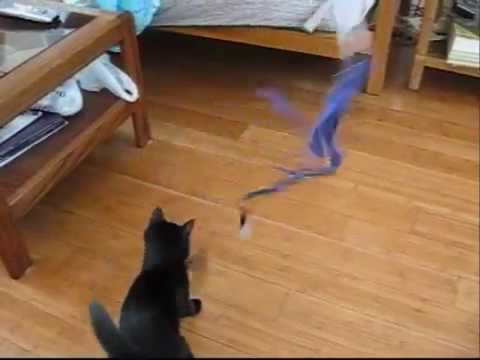 Miss Sassy does The Strips Tease