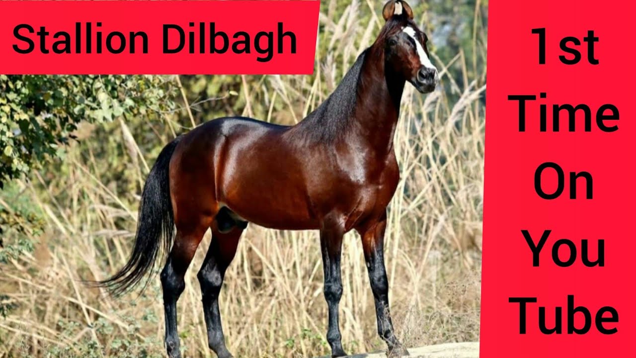 Dilbagh Rania दिलबाग- All india famous stallion - Owner Amandeep Singh ...