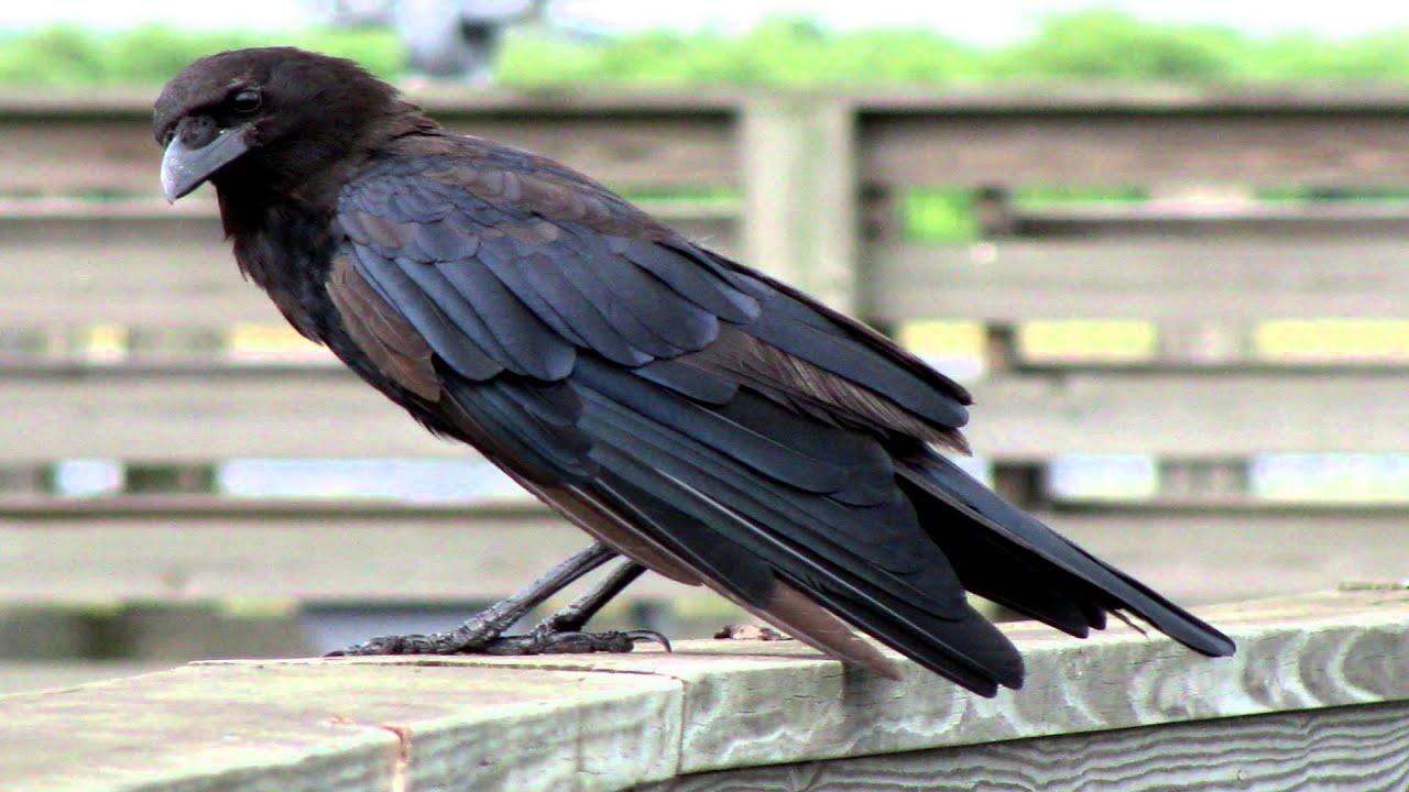 Crows caw in field SOUND EFFECTS - YouTube