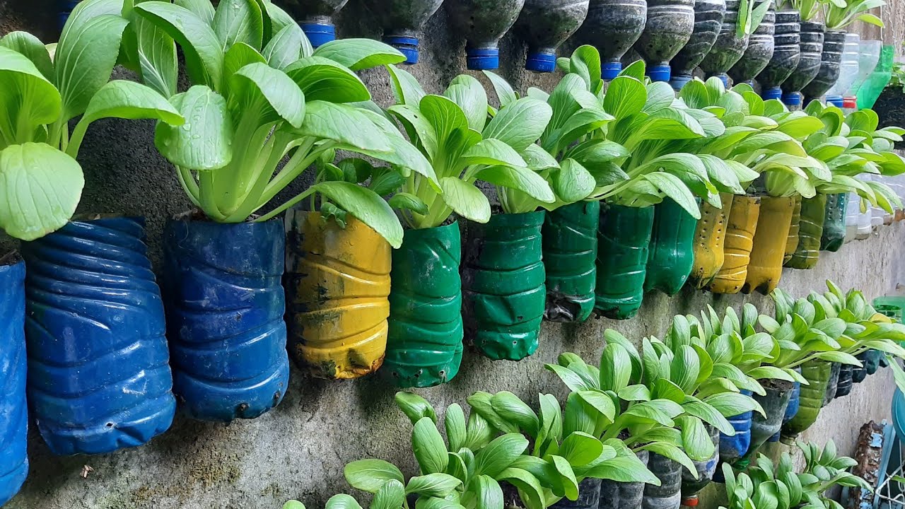 Tutorial Menanam Sawi Pakchoy Di Tembok Dengan Botol Mineral Bekas ...