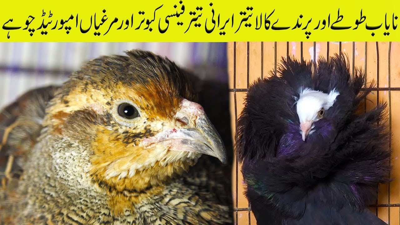 Parrots Fancy Hen Rooster, Pigeon Black Francolin, Finch's, Dove, Duck ...