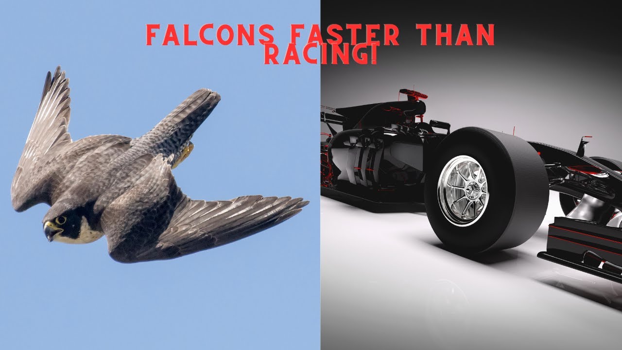 Peregrine Falcons VS Formula 1 Racing? - 5 Peregrine Falcon Facts - YouTube