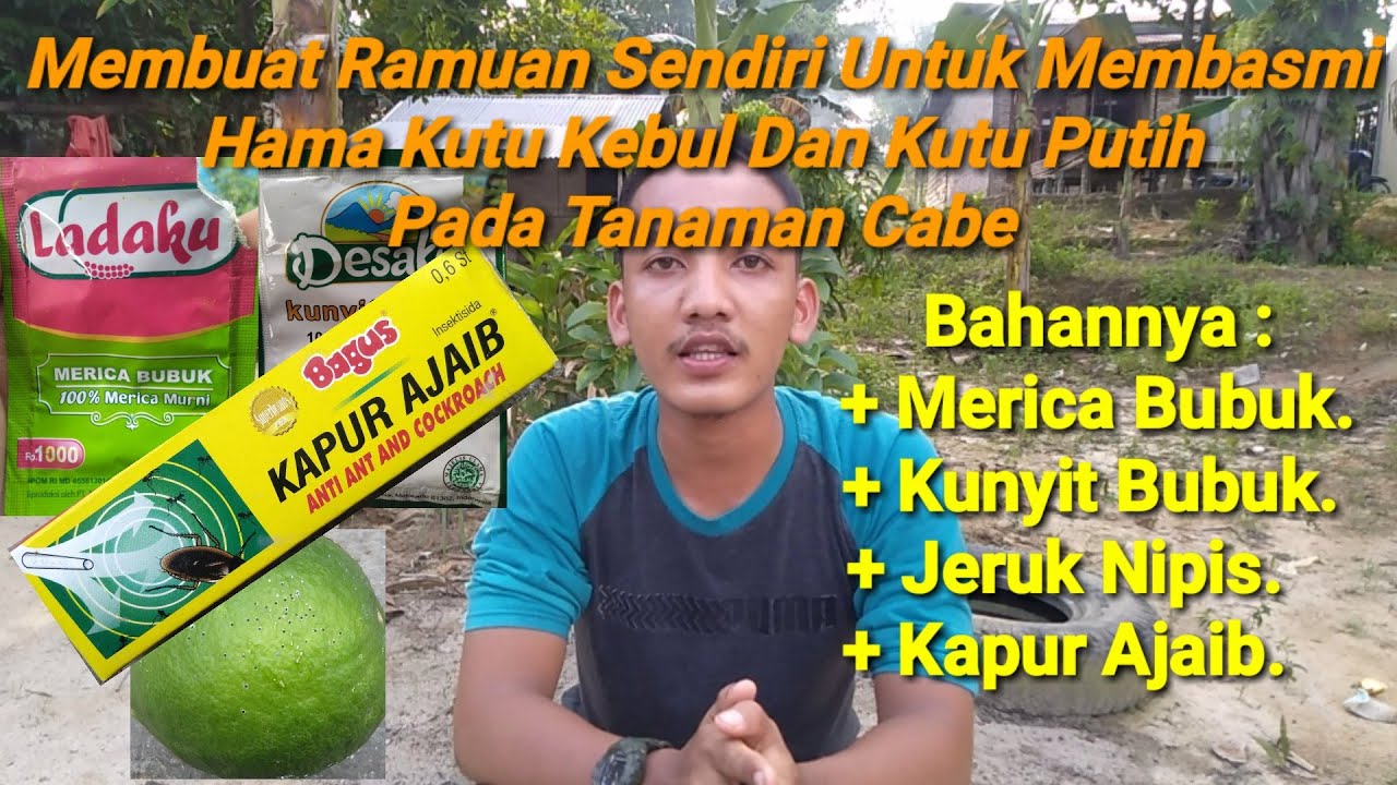 Membasmi hama kutu kebul dengan ramuan ini dijamin hama musnah - YouTube