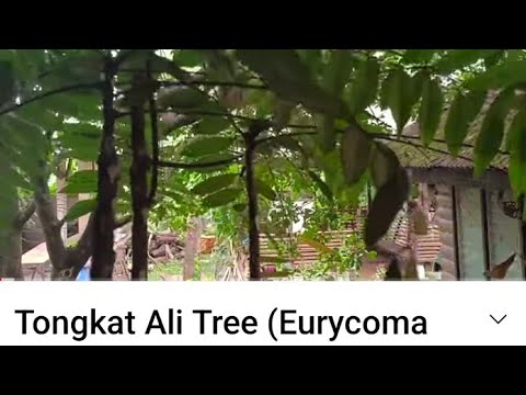 Tongkat Ali Tree (Eurycoma longifolia) - YouTube