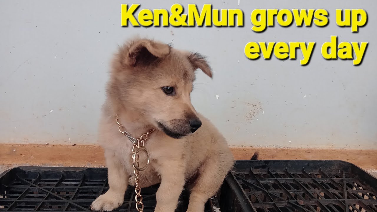 HÀNH TRÌNH LỚN LÊN CỦA KEN & MUN | JOURNEY OF GROWING UP KEN & MUN ...