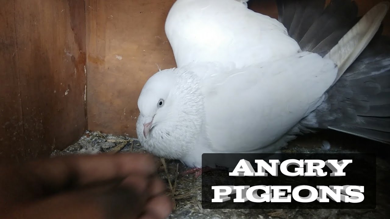 Angry Pigeons attack on my hand... - YouTube