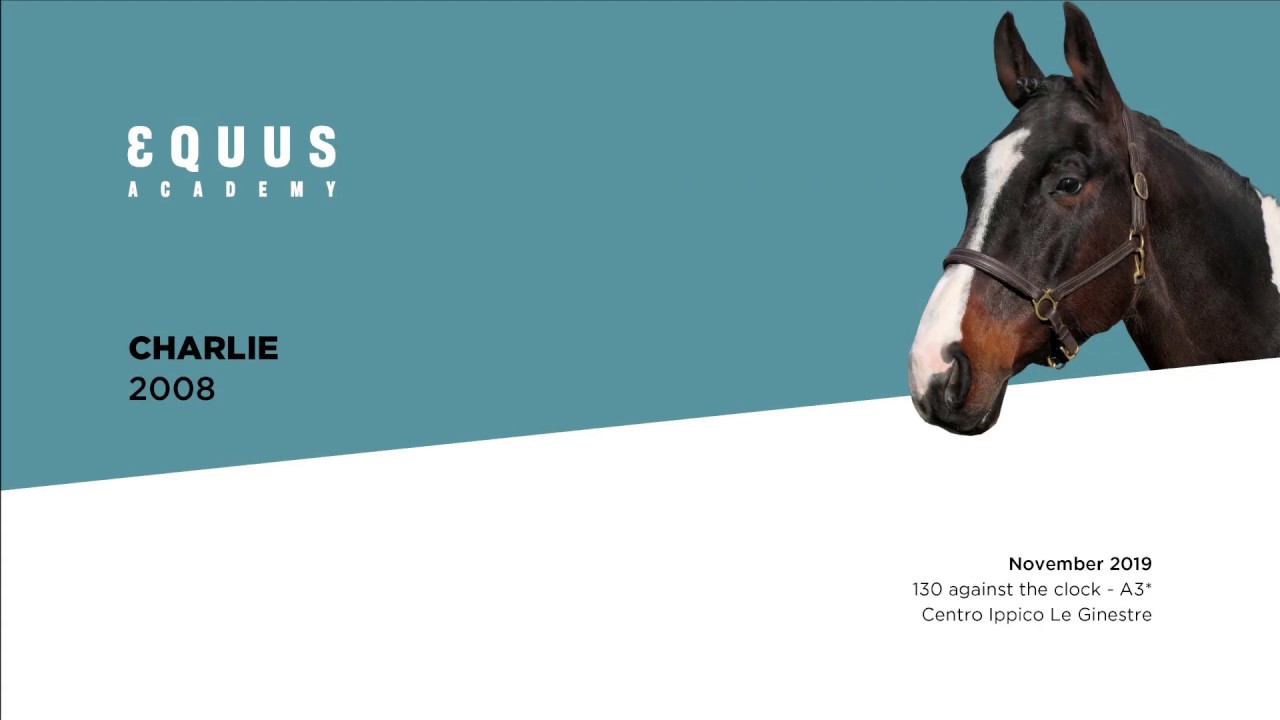 CHARLIE - 130 against the clock A3* C.I. Le Ginestre - Gelding for Sale ...