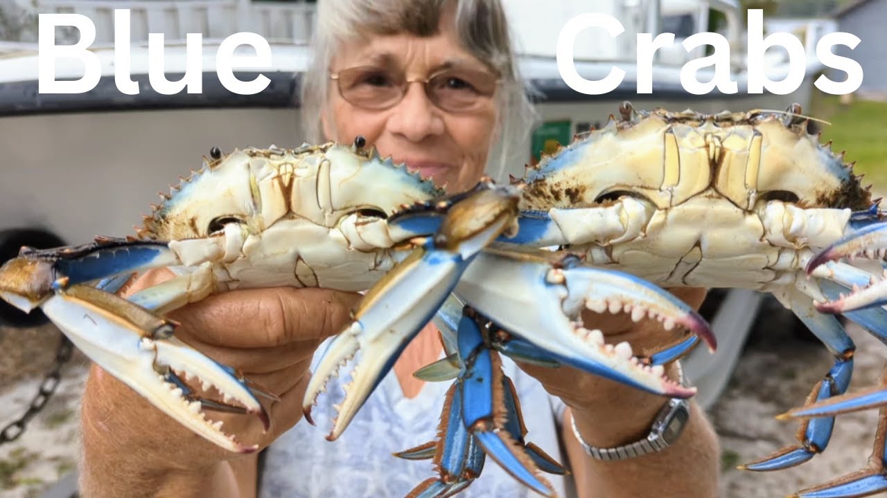 Blue Crabs, Catching Them In The St Johns River - YouTube