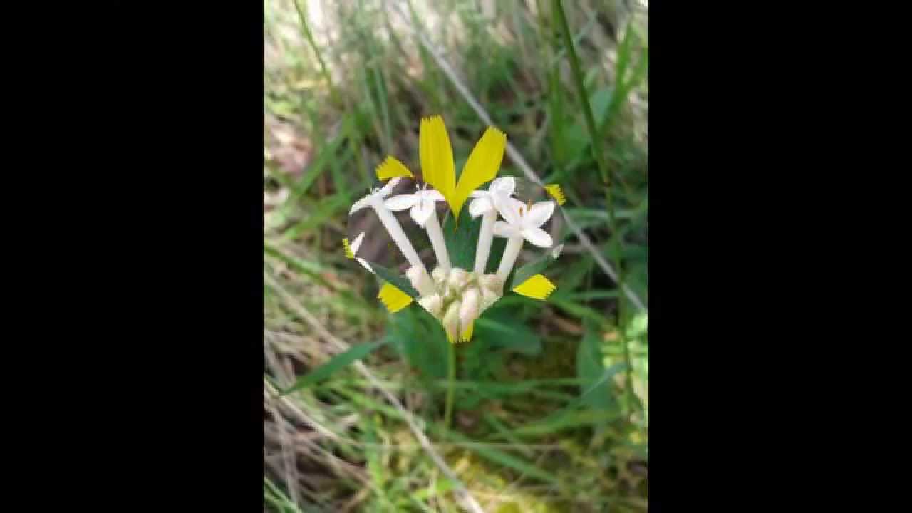 wild flower walk on Sunday November 24th...look what we saw!!! - YouTube
