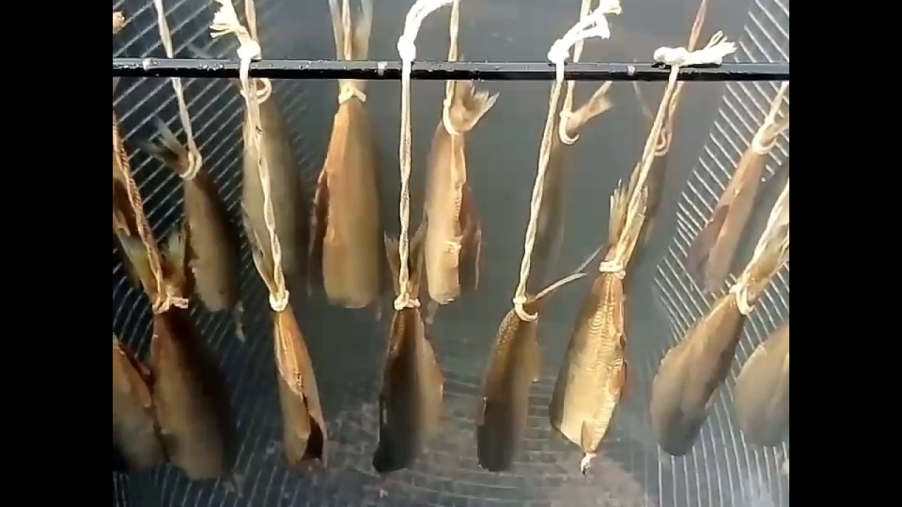 Roken van haring deel2 - YouTube