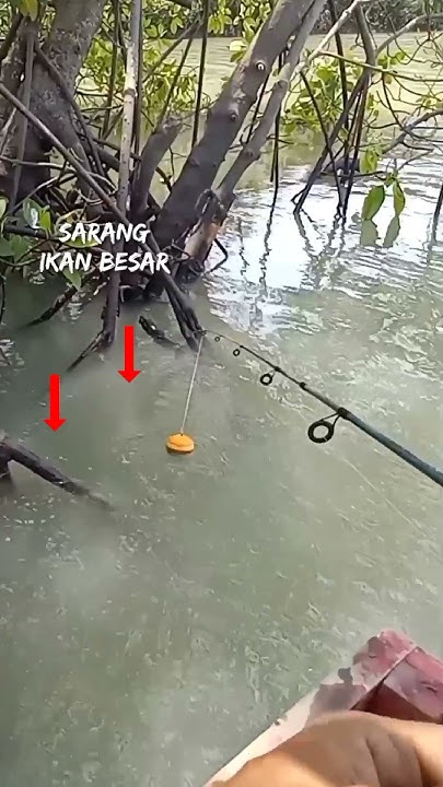 Jangan anggap remeh..!! Sarang ikan besar ada di dekat akar #mancing_dilaut #channel_mancing ...