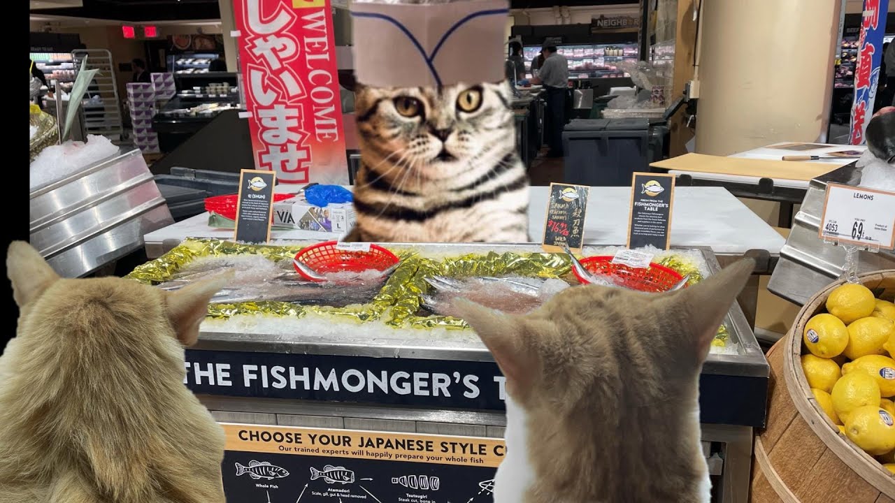 CATS EYE WITNESS NEWS - THE FISHMONGER - YouTube