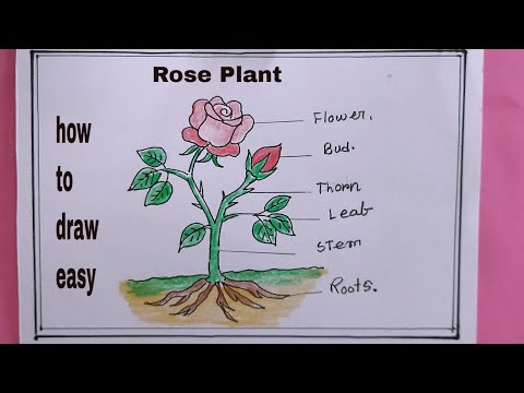 How To Draw Parts Of a Rose Plant/Rose Plant Drawing