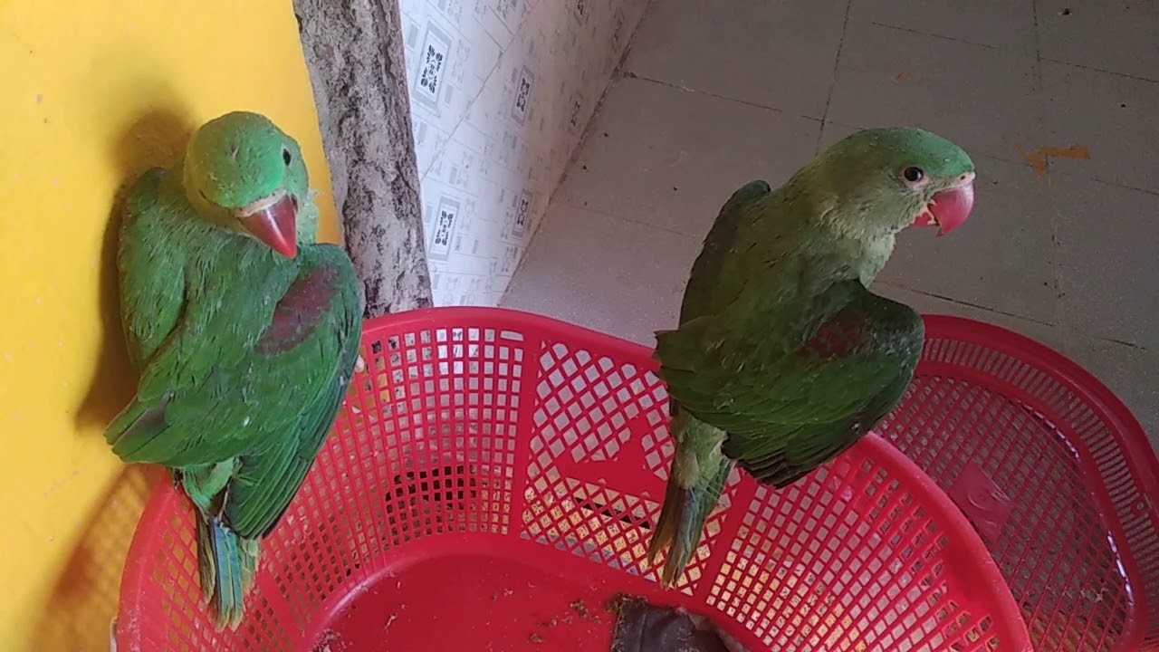 Nepali parrot - YouTube